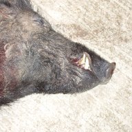 Hog weight estimate guide. | Lone Star Boars